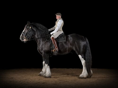 Shire horse for sale // BillyRider.co.uk