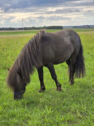 Minishetlandpony (Mini Shetty) kaufen & verkaufen // BillyRider