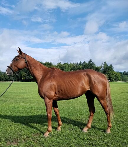 Argentine Polo Pony for sale // BillyRider.co.uk