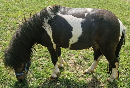 Minishetlandpony (Mini Shetty) kaufen & verkaufen // BillyRider