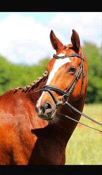BillyRider: gebrauchte Reit- & Pferdesachen kaufen & verkaufen