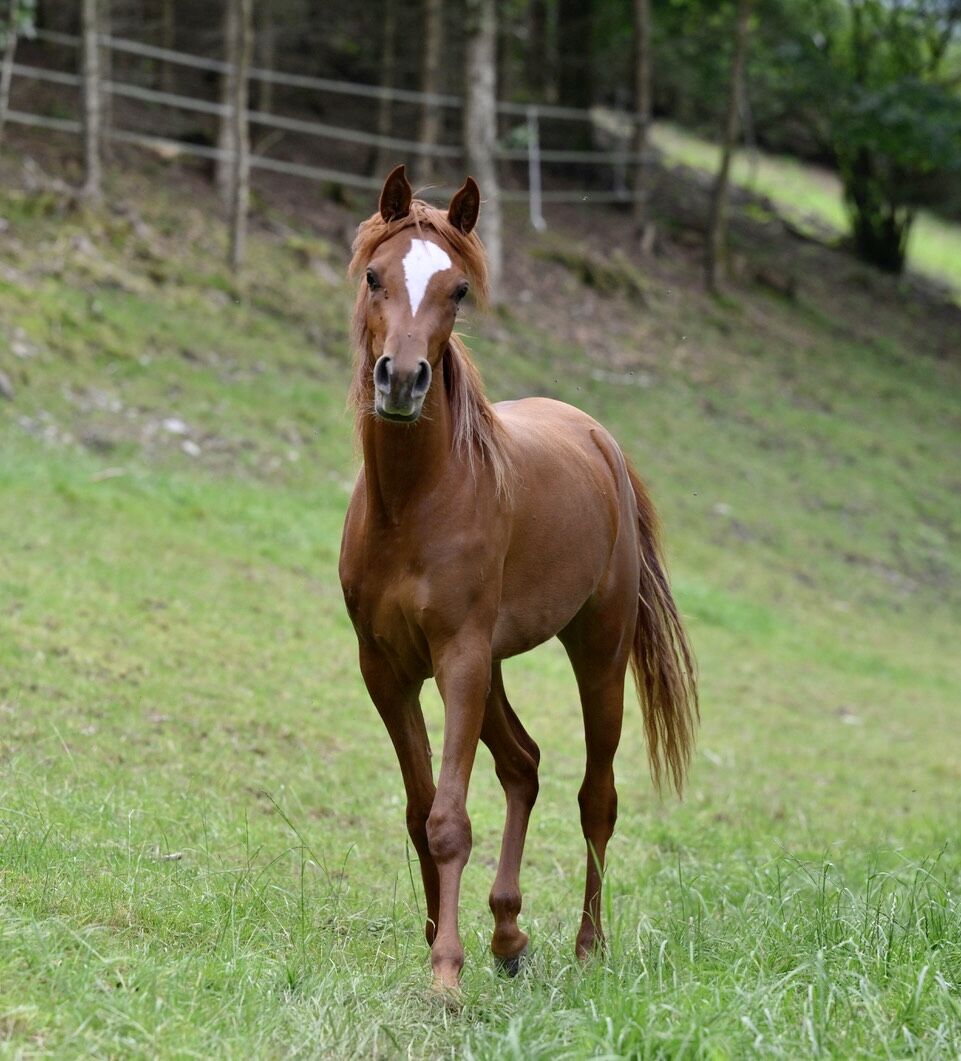 Außergewöhnliche Blue Li… (V.. // BillyRider ᐅ