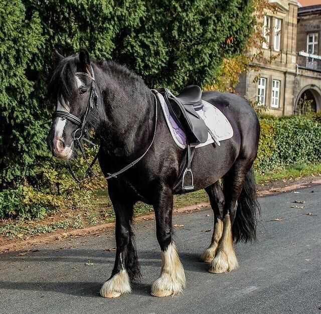 Dressur Tinker (Gypsy horse Mare) – BillyRider.com ᐅ