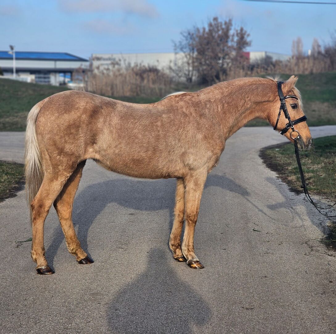 Geritten und Gef… (Ungarisches Sp.. // BillyRider.at ᐅ