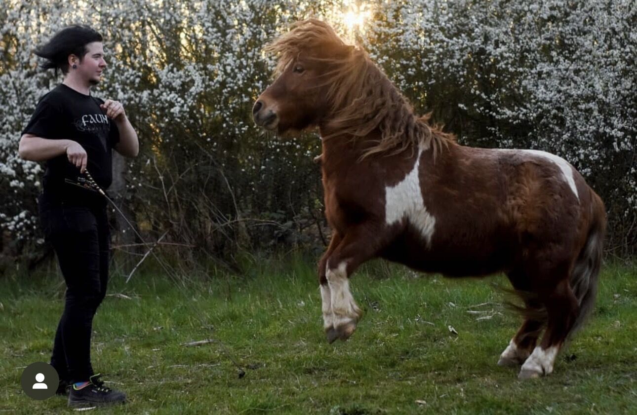 Mobiler Reitunterricht Reitk.., Buckaroo H.. // BillyRider ᐅ