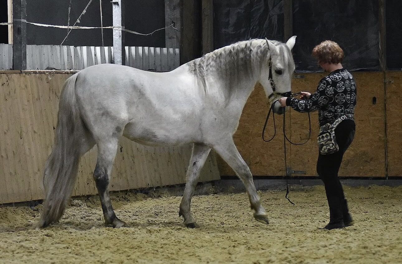 Mobiler Reitunterricht Reitk.., Buckaroo H.. // BillyRider ᐅ